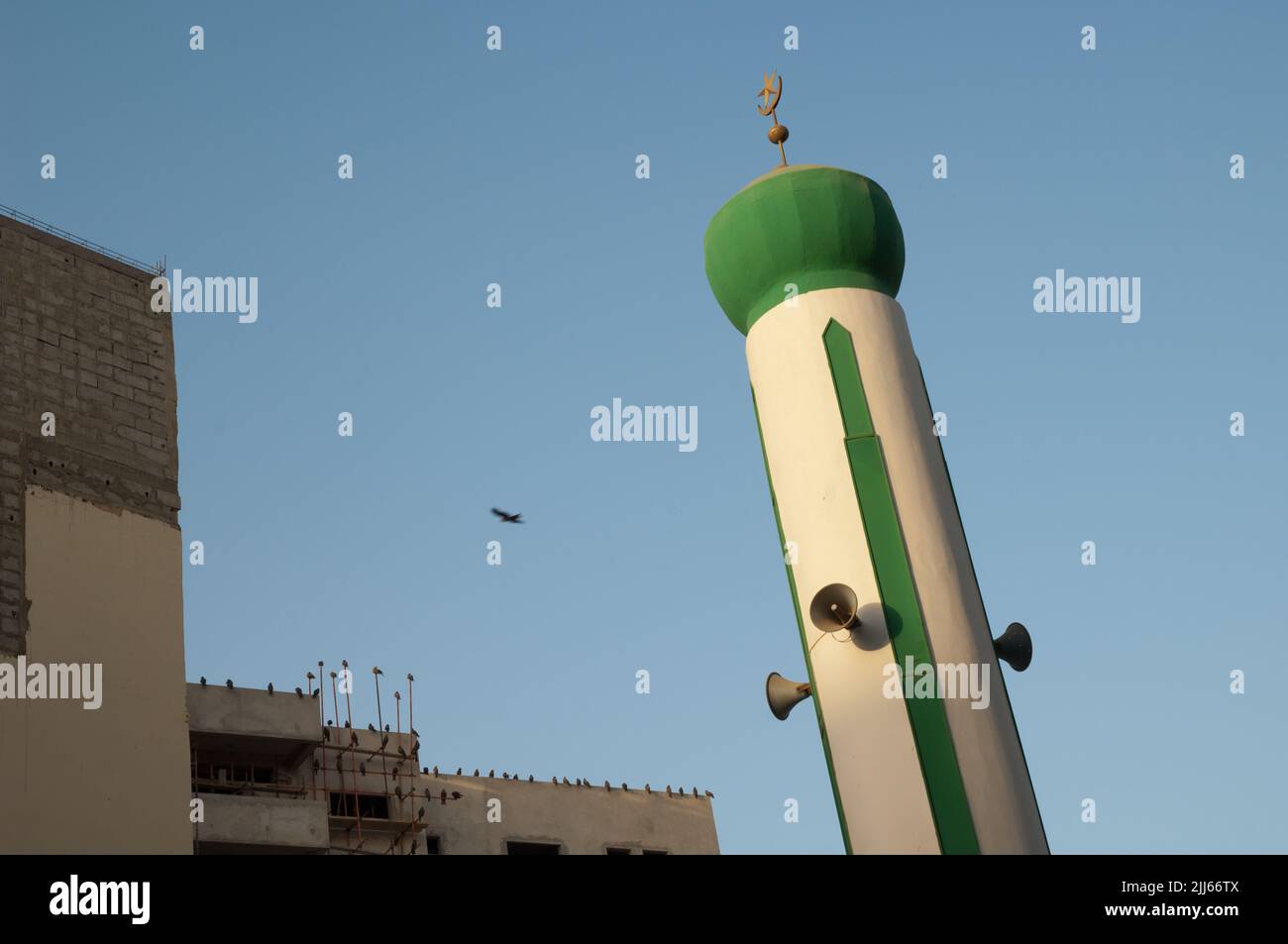 Minaret of a mosque and black kites Milvus migrans perched on the roof ...