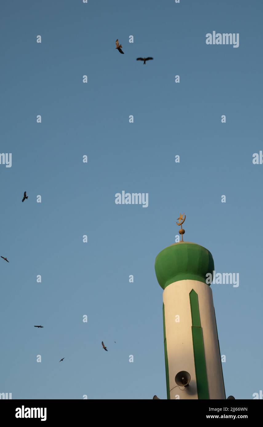 Minaret of a mosque and black kites Milvus migrans in flight. Dakar ...