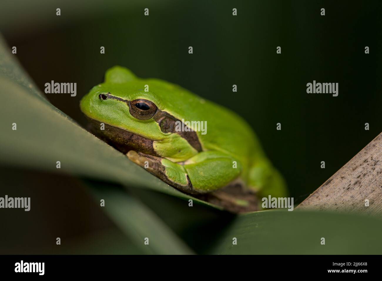Male of European tree frog (hyla arborea) sitting on a cattail leaf ...
