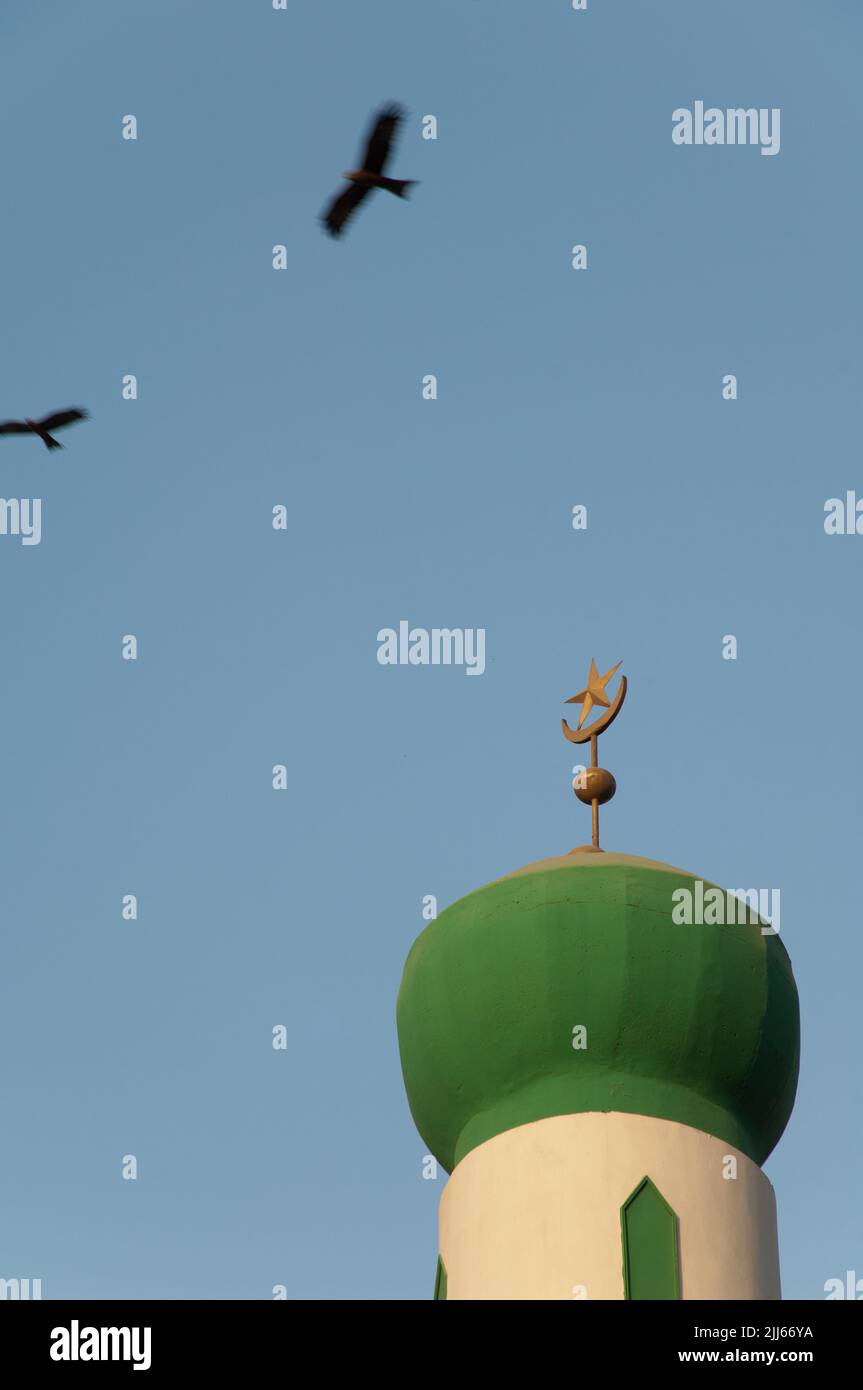 Minaret of a mosque and black kites Milvus migrans in flight. Dakar ...
