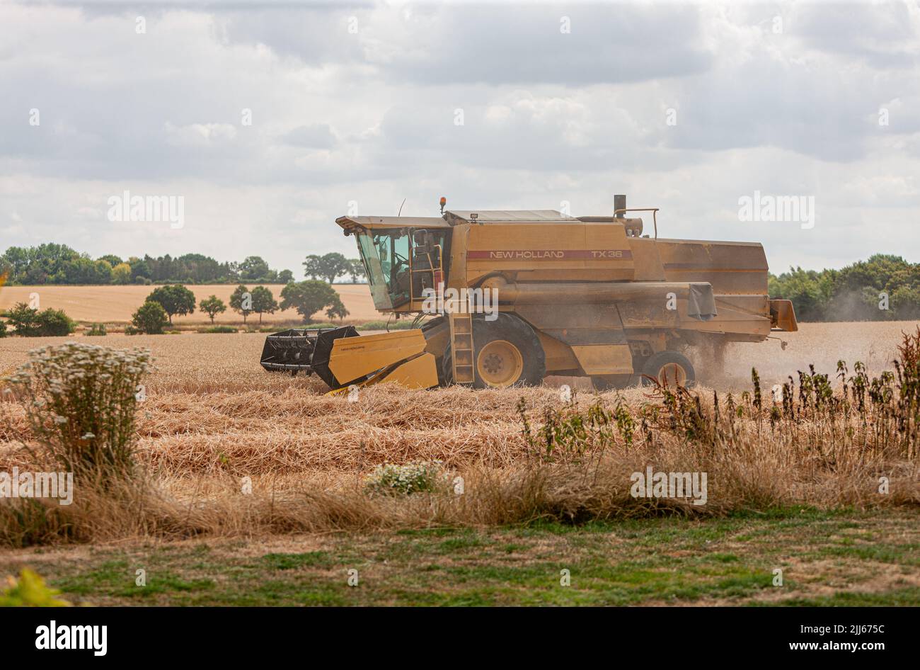 harvesting wheat in norfolk combine harvester new holland tx 36 Stock ...