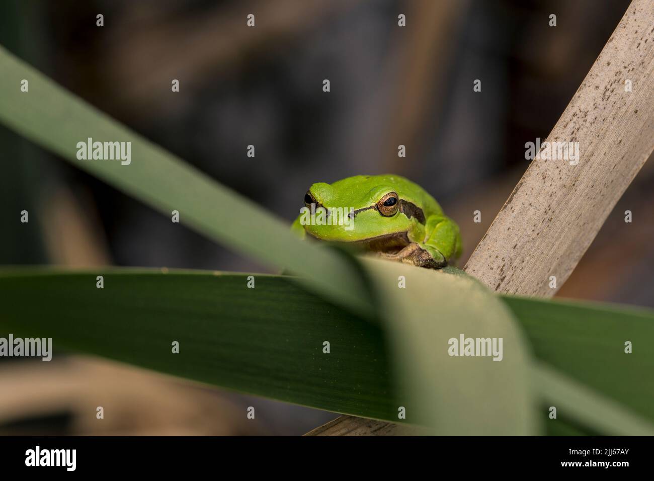 Male of European tree frog (hyla arborea) sitting on a cattail leaf ...