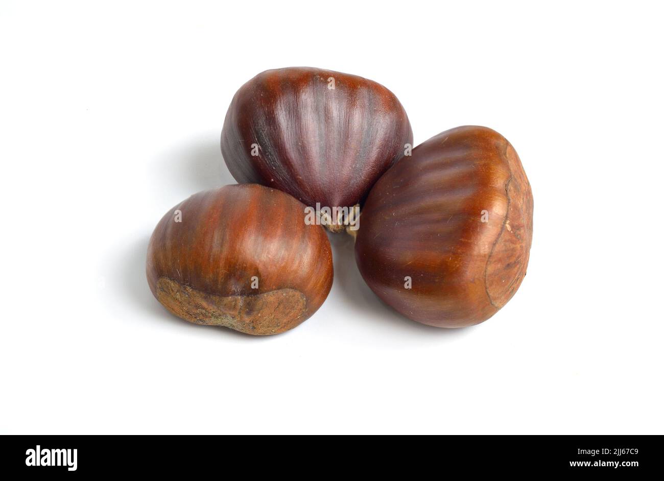 Castanea sativa, or sweet chestnut fruit. Isolated on white background ...