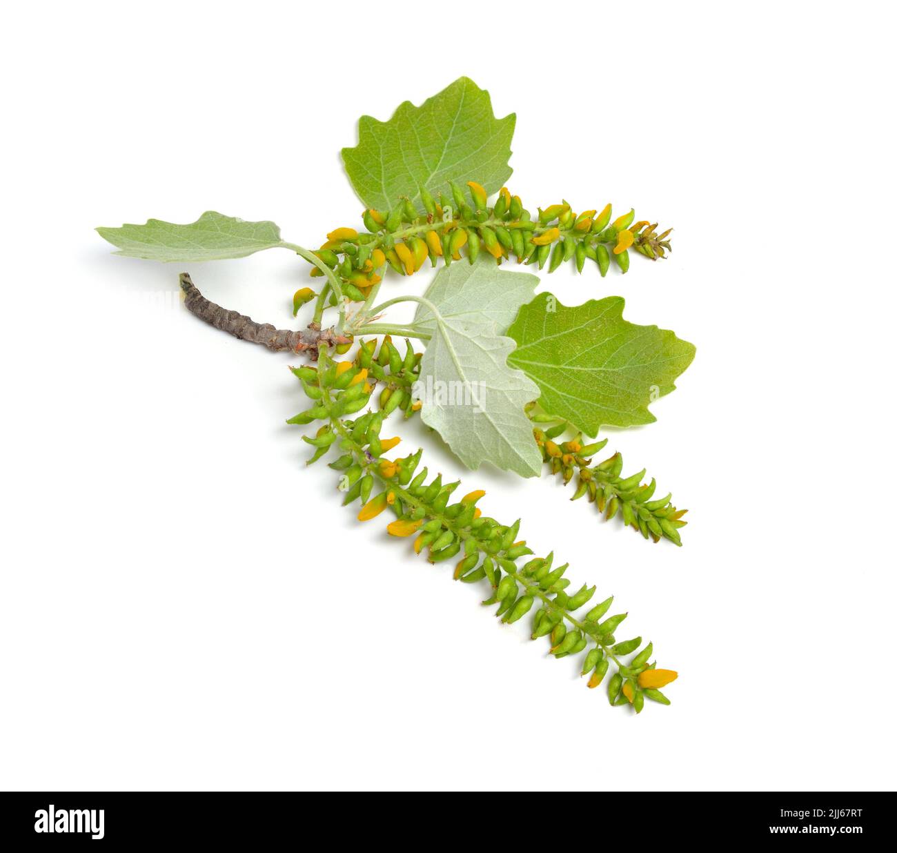 Populus alba, commonly called silver poplar, silverleaf poplar, or ...
