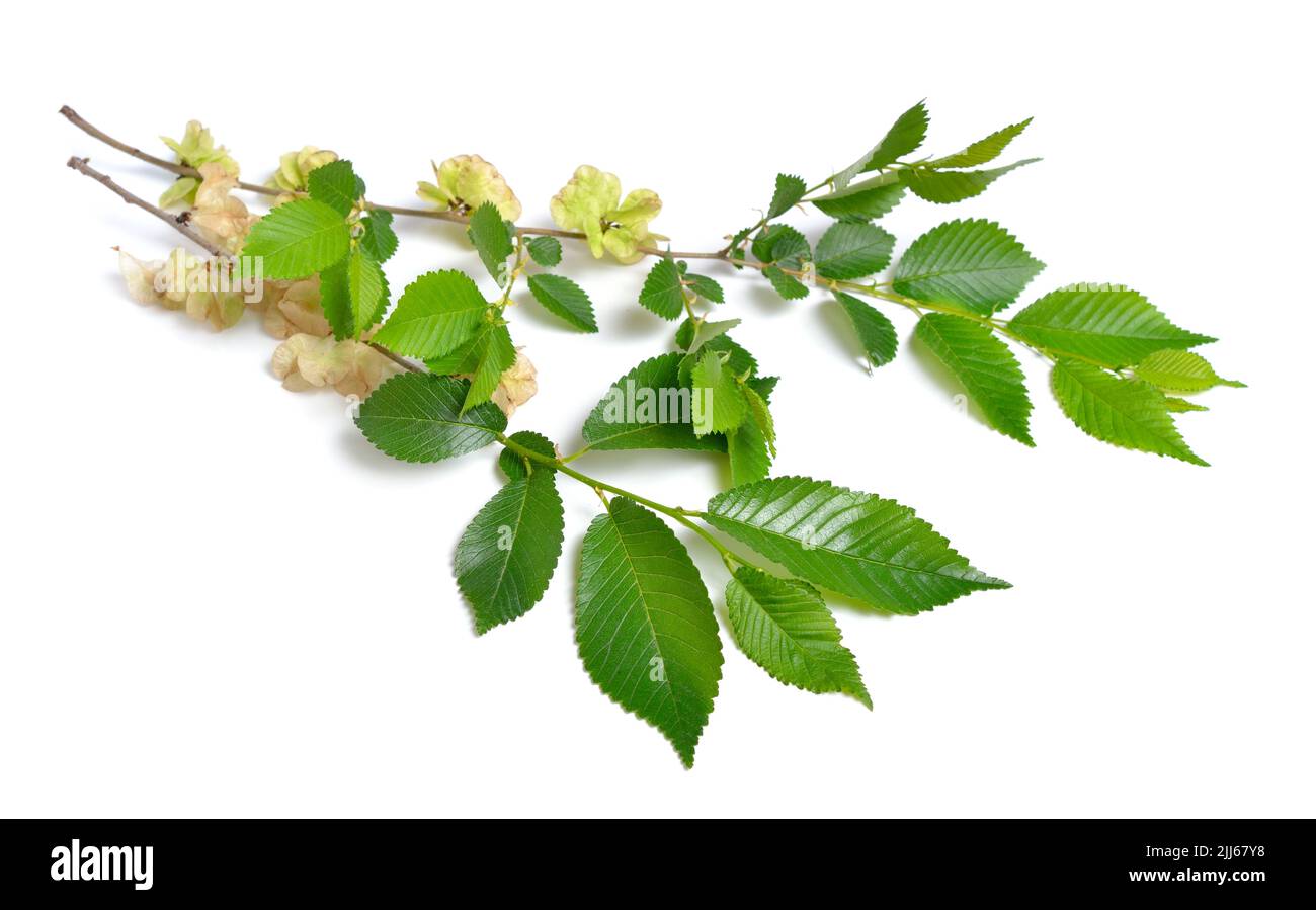 Elm tree seeds Cut Out Stock Images & Pictures - Alamy