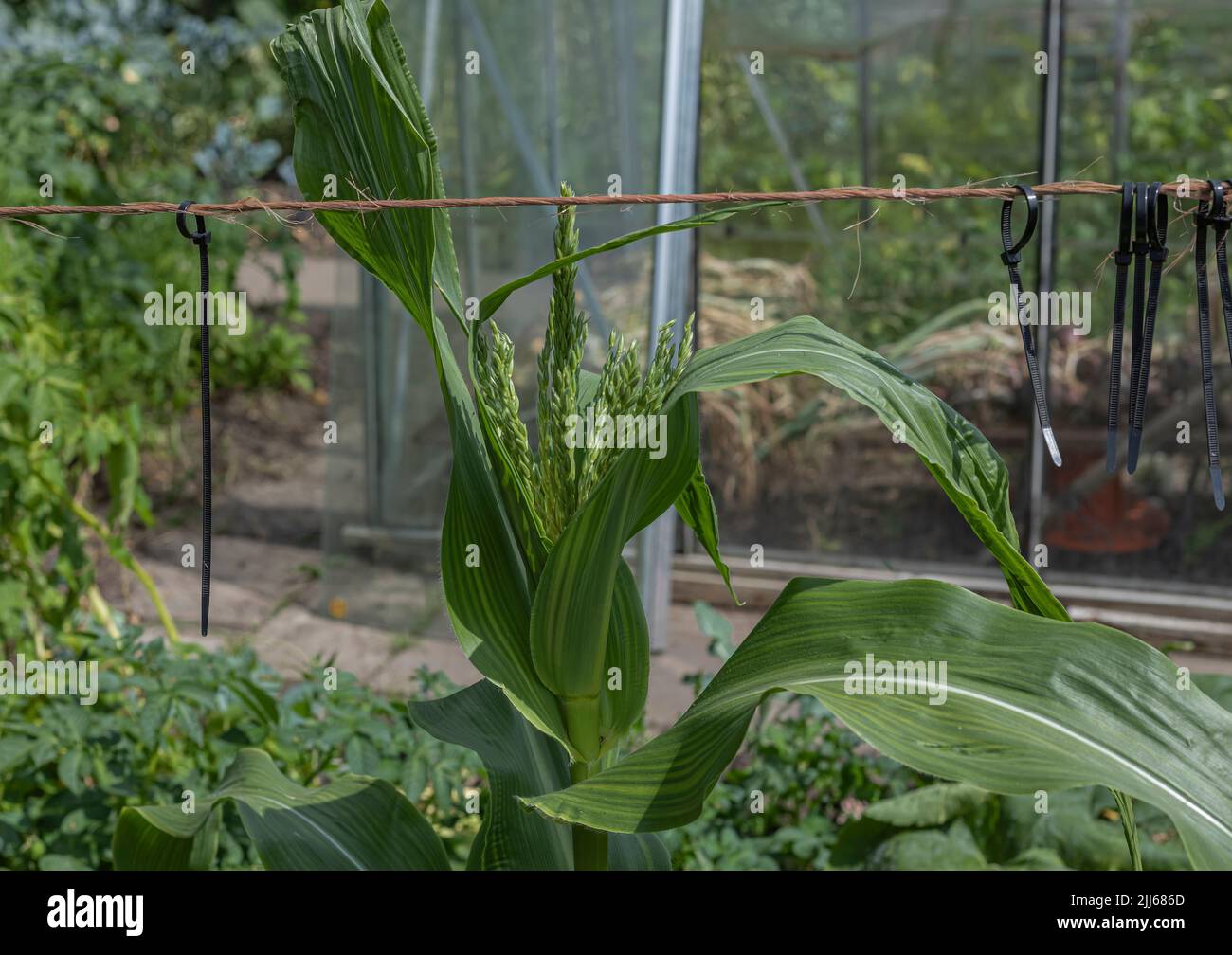 Maize flower hi-res stock photography and images - Alamy