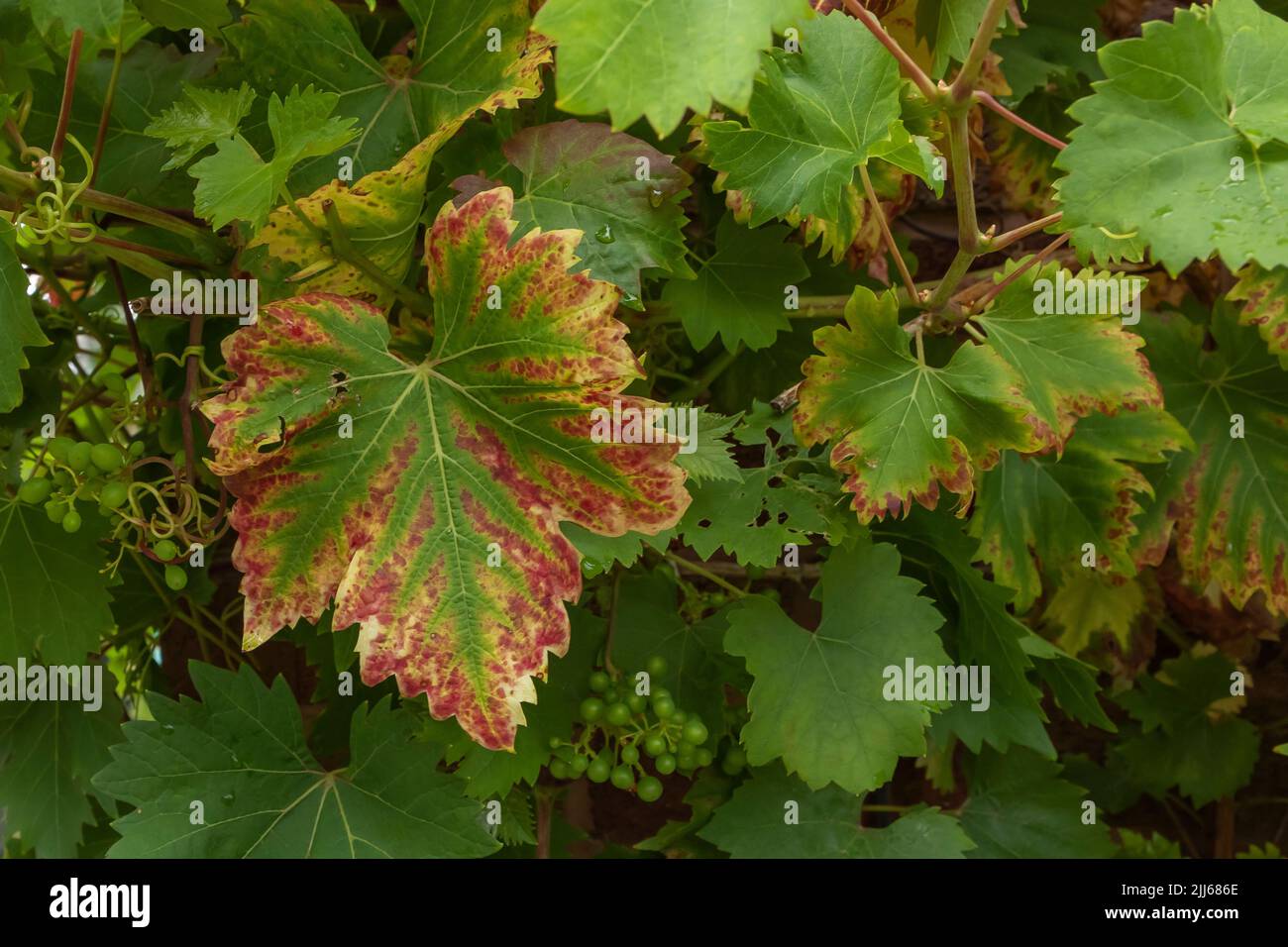 With vibrant edges with wallpaper environment hi-res stock photography ...