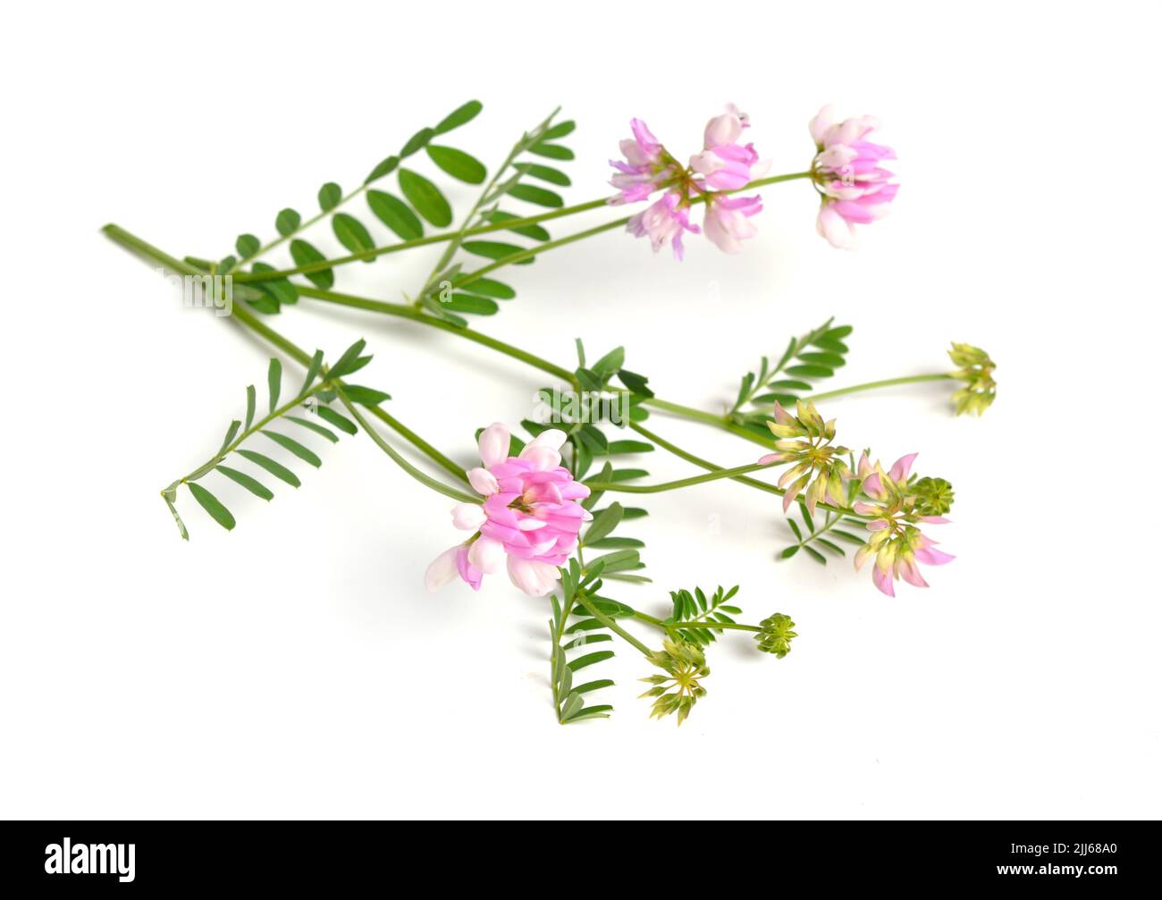 Securigera varia or Coronilla varia, commonly known as crownvetch or ...