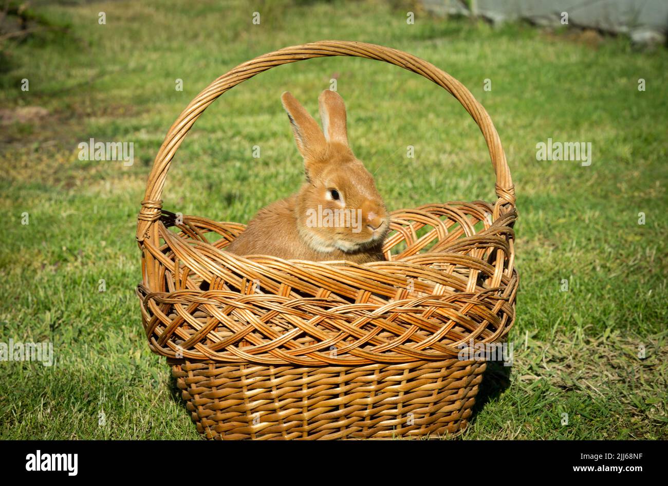 New Year with pets. Rabbit symbol of 2023 in a wicker basket. Holidays ...