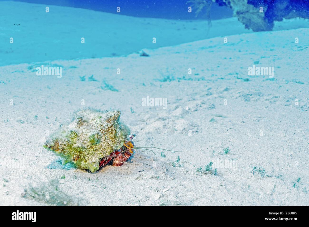 Moray crab hi-res stock photography and images - Alamy
