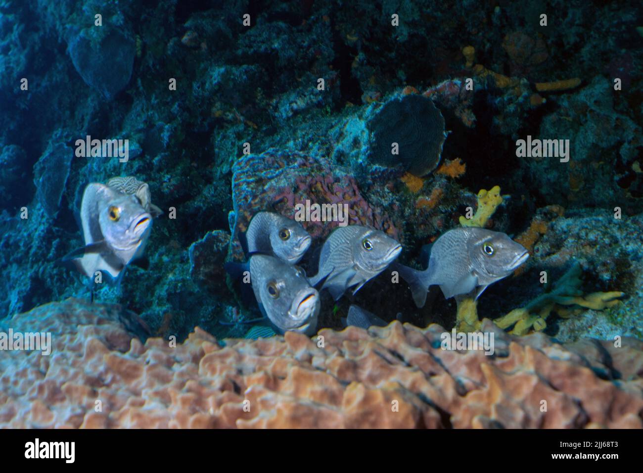 Fish margate hi-res stock photography and images - Alamy