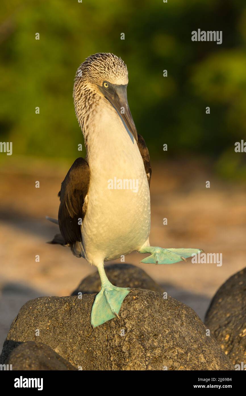 Blue-footed booby Sula nebouxii, adult displaying, Point Lobos ...