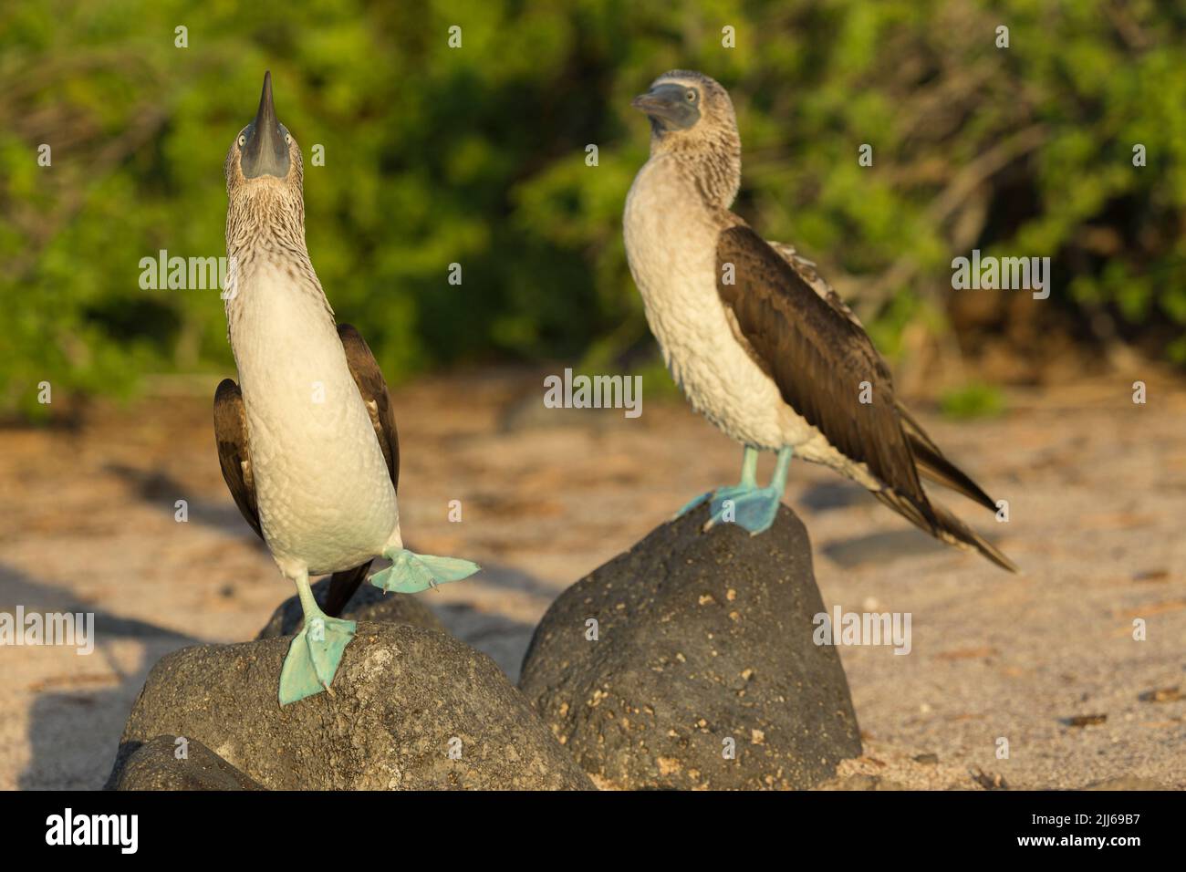 Blue-footed booby Sula nebouxii, adult displaying, Point Lobos ...