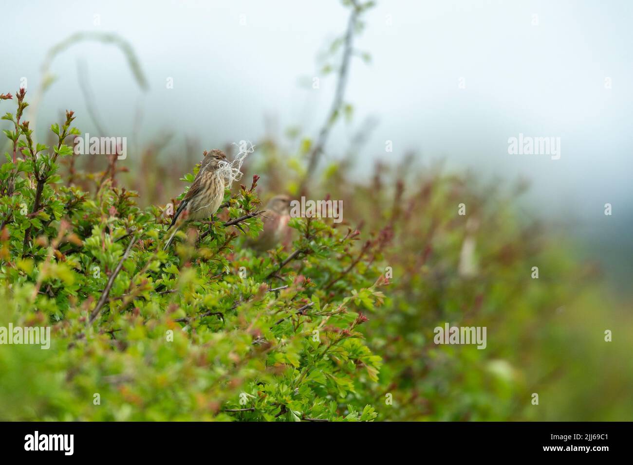 Common linnet Carduelis cannabina, pair carrying nesting material ...