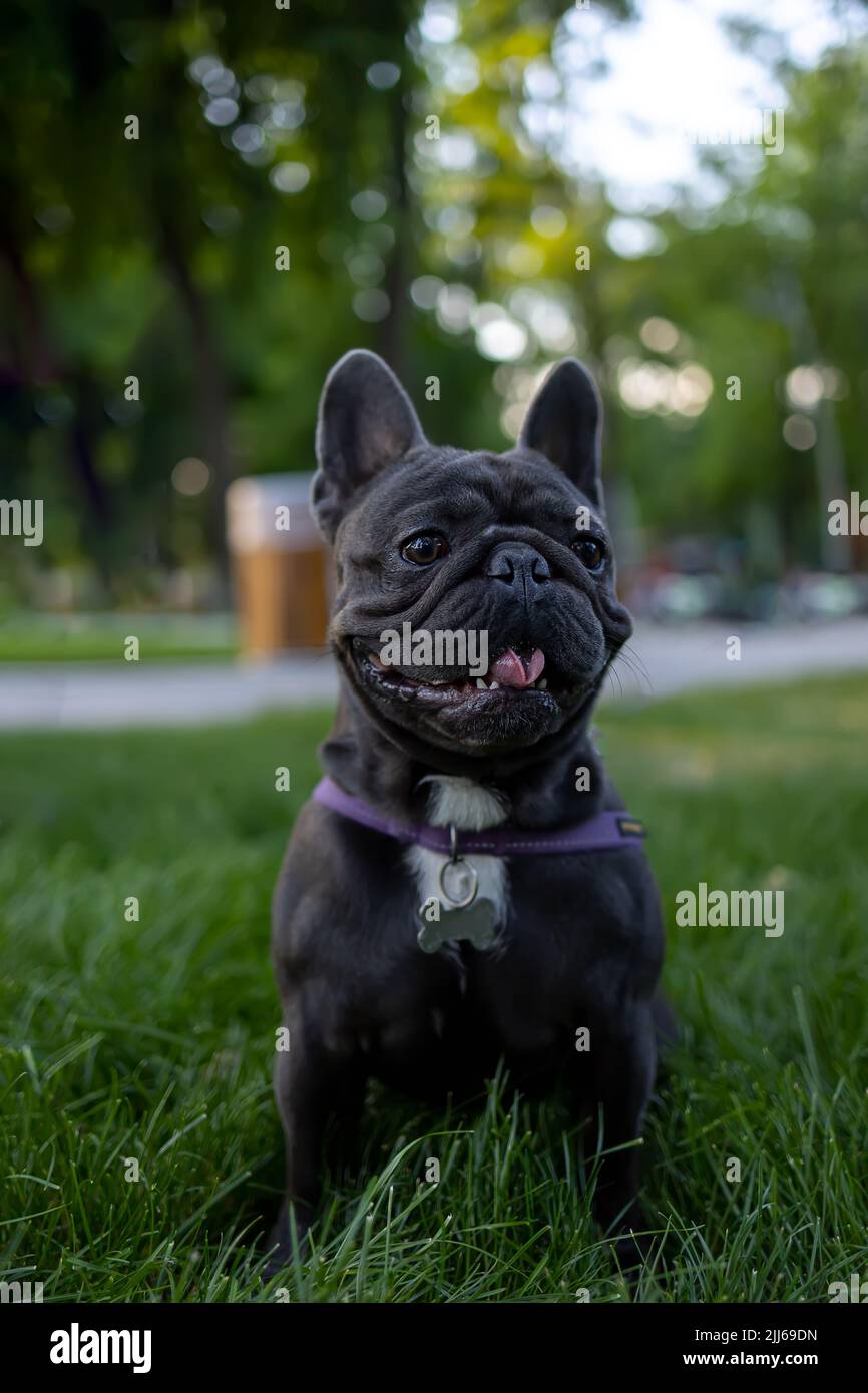 dog french bulldog obeyed the command to sit dog in the park on the ...