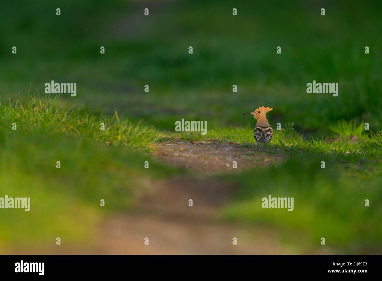 Catcott lows national nature reserve hi-res stock photography and images - Alamy