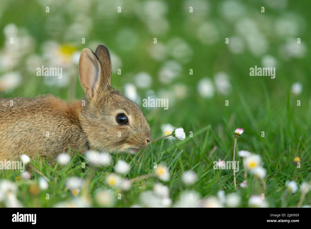 European rabbit Oryctolagus cuniculus, in wildflower meadow ...