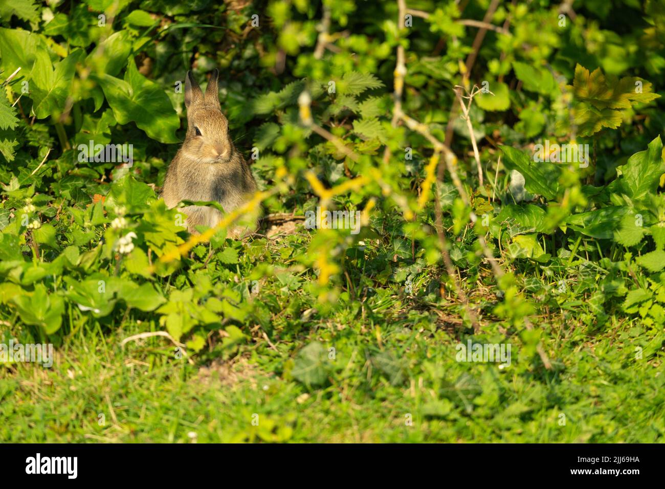 European rabbit Oryctolagus cuniculus, in wildflower meadow ...