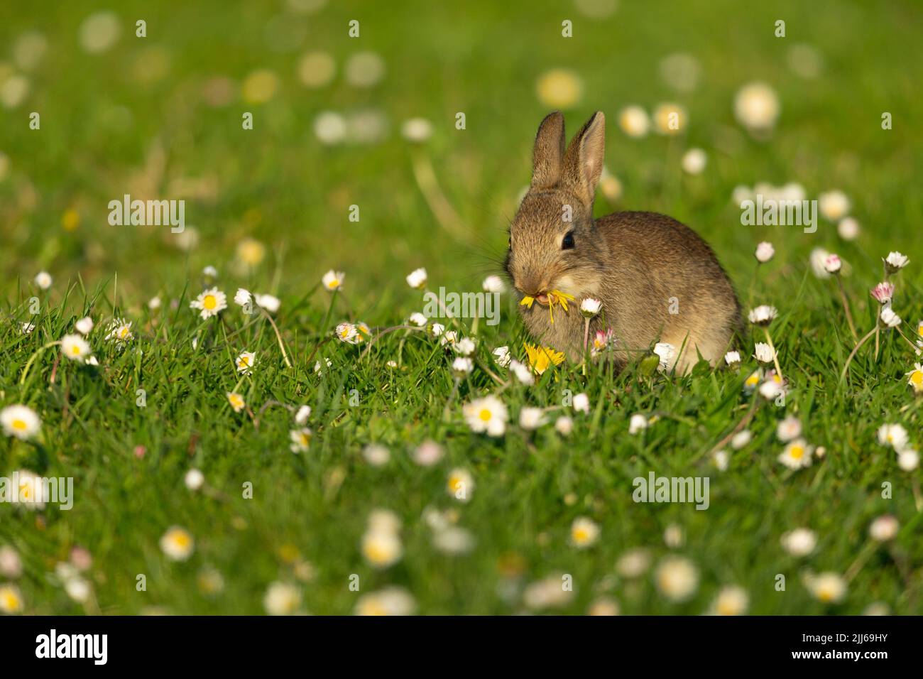 European rabbit Oryctolagus cuniculus, in wildflower meadow ...