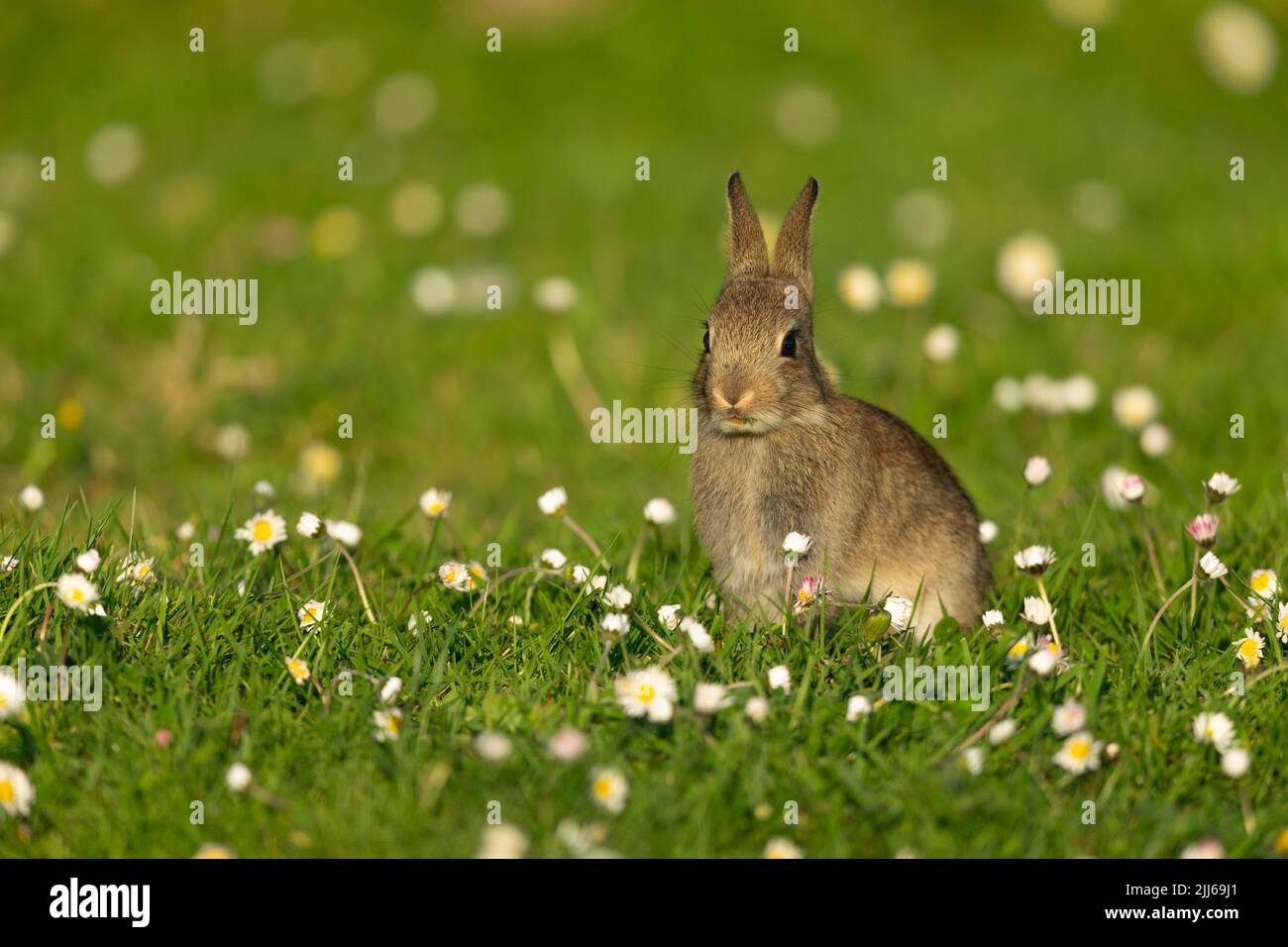 European rabbit Oryctolagus cuniculus, in wildflower meadow ...