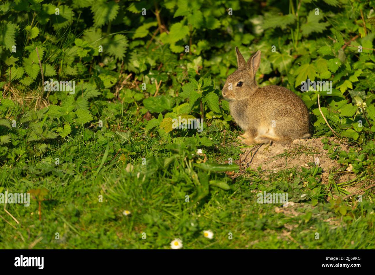 European rabbit Oryctolagus cuniculus, in wildflower meadow ...