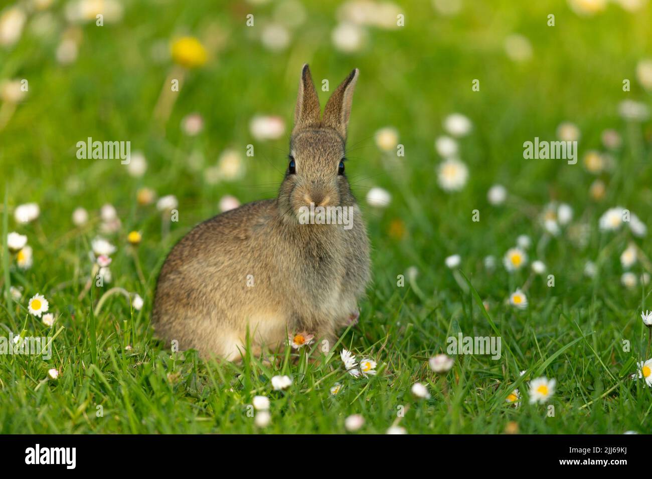 European rabbit Oryctolagus cuniculus, in wildflower meadow ...