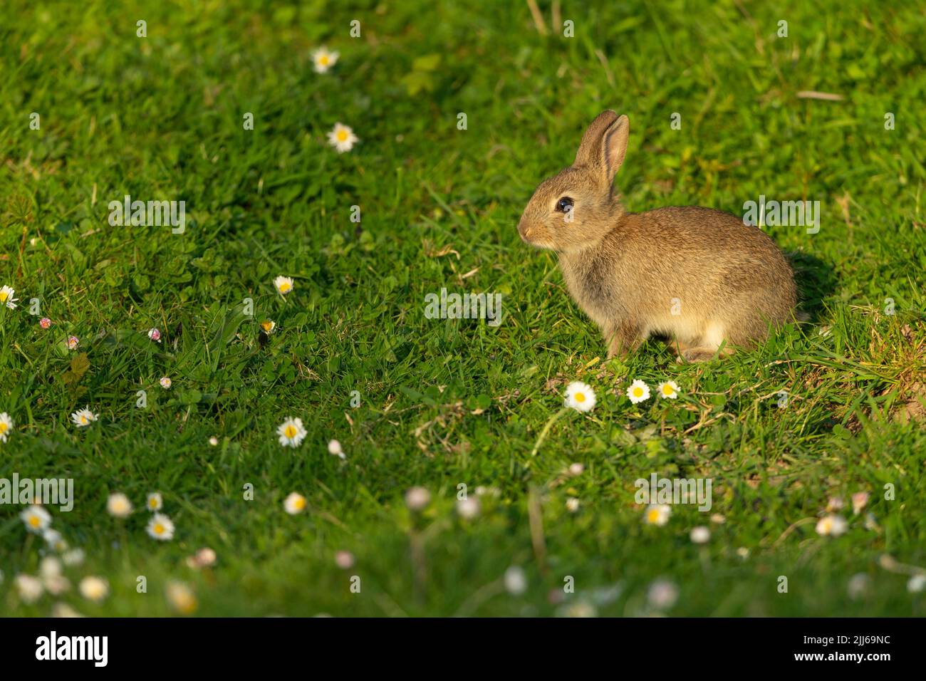 European rabbit Oryctolagus cuniculus, in wildflower meadow ...
