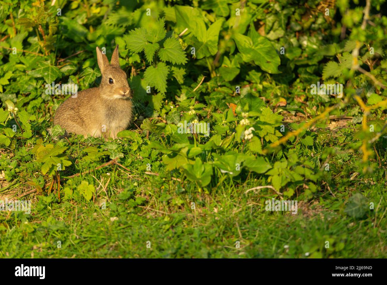 European rabbit Oryctolagus cuniculus, in wildflower meadow ...