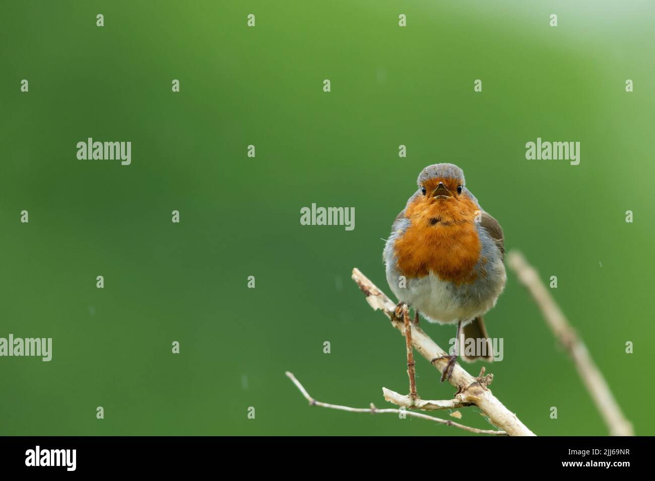 European robin Erithacus rubecula, singing from perch, Ham Wall ...