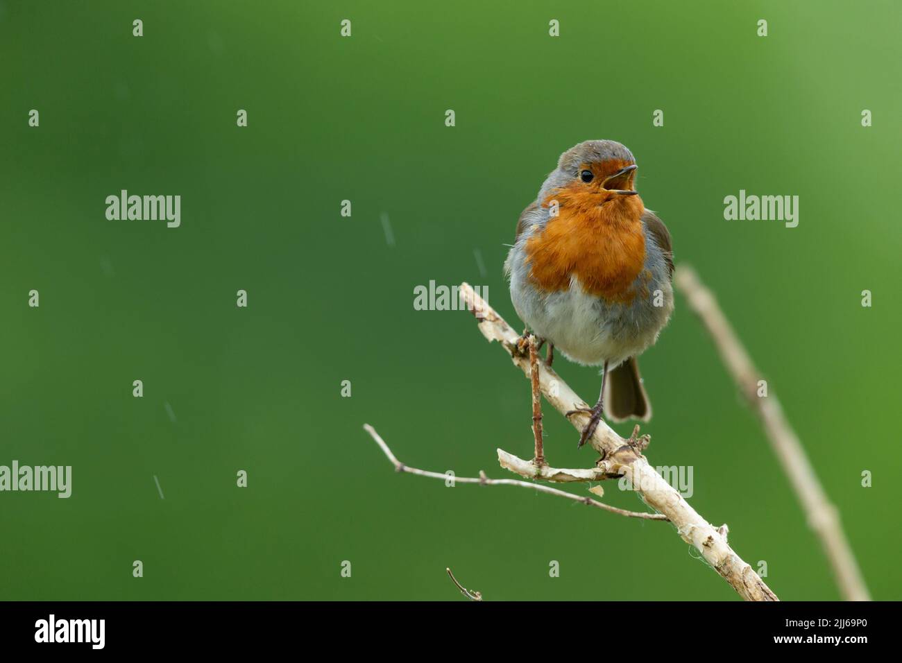 European robin Erithacus rubecula, singing from perch, Ham Wall ...