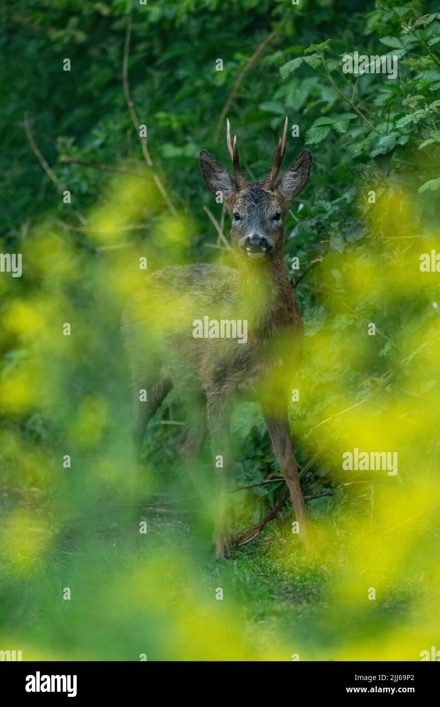 European roe deer Capreolus capreolus, behind Oilseed rape Brassica ...