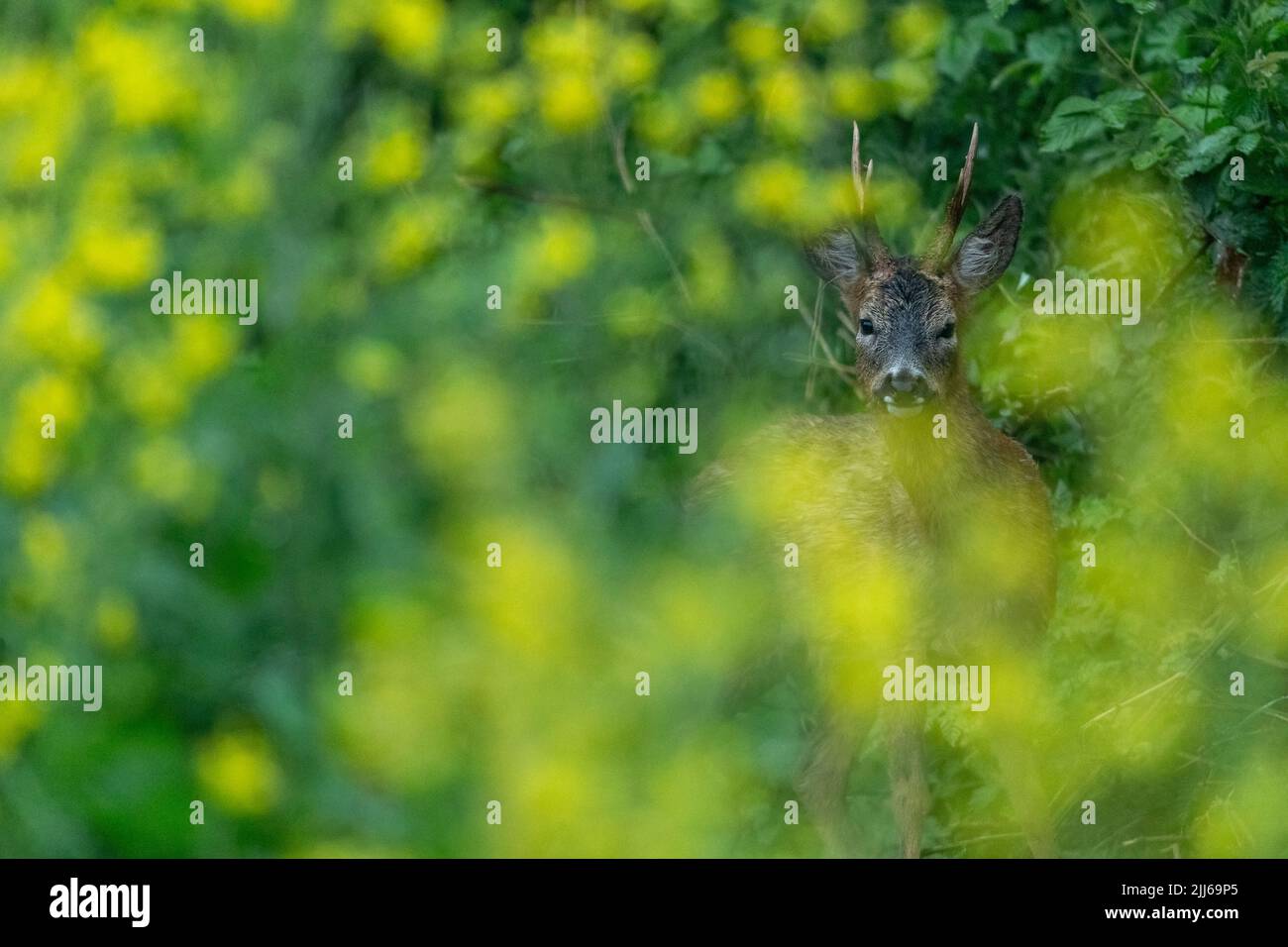 European roe deer Capreolus capreolus, behind Oilseed rape Brassica ...