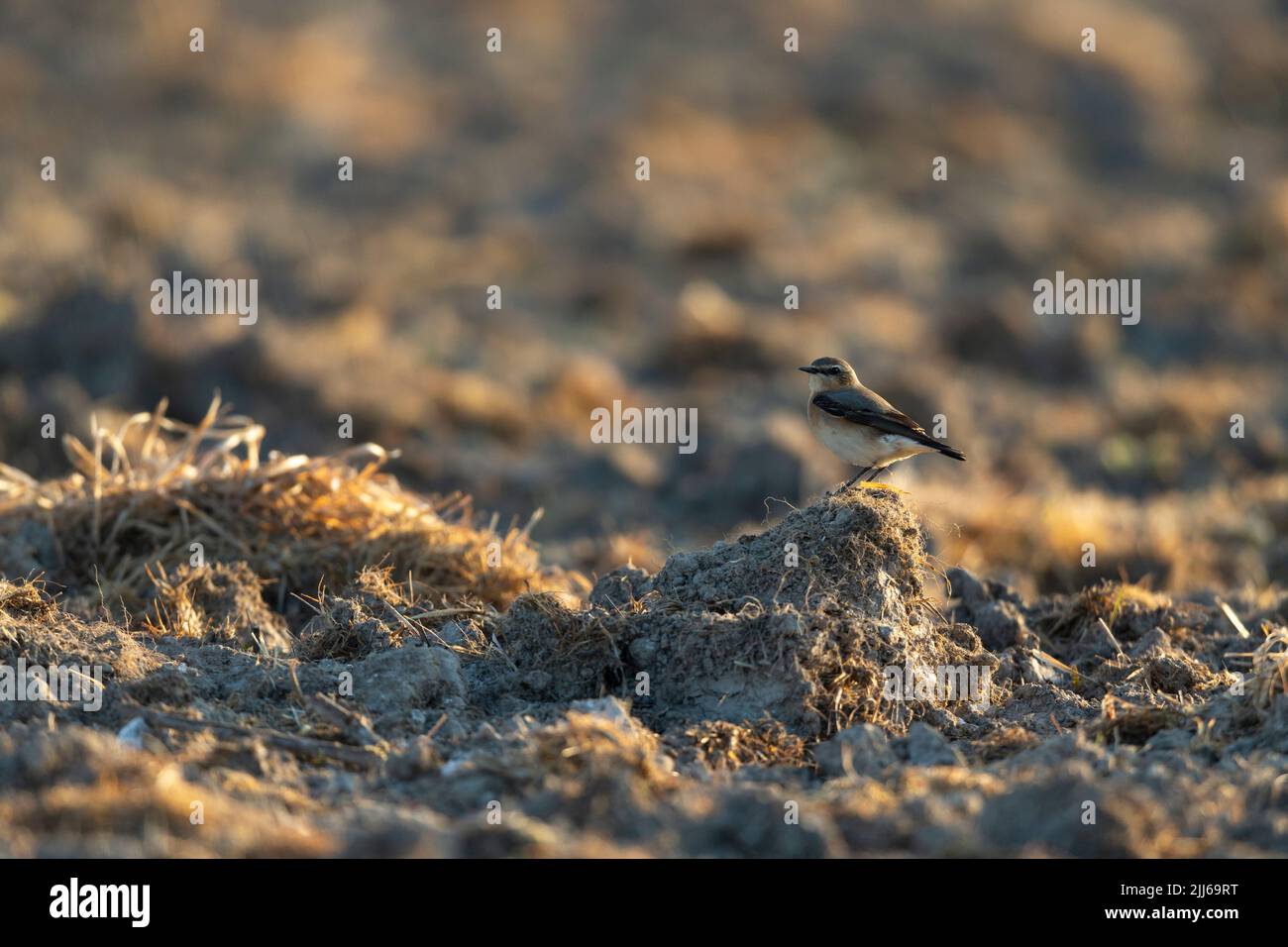 Northern wheatear Oenanthe oenanthe, migrant female on arable farmland ...