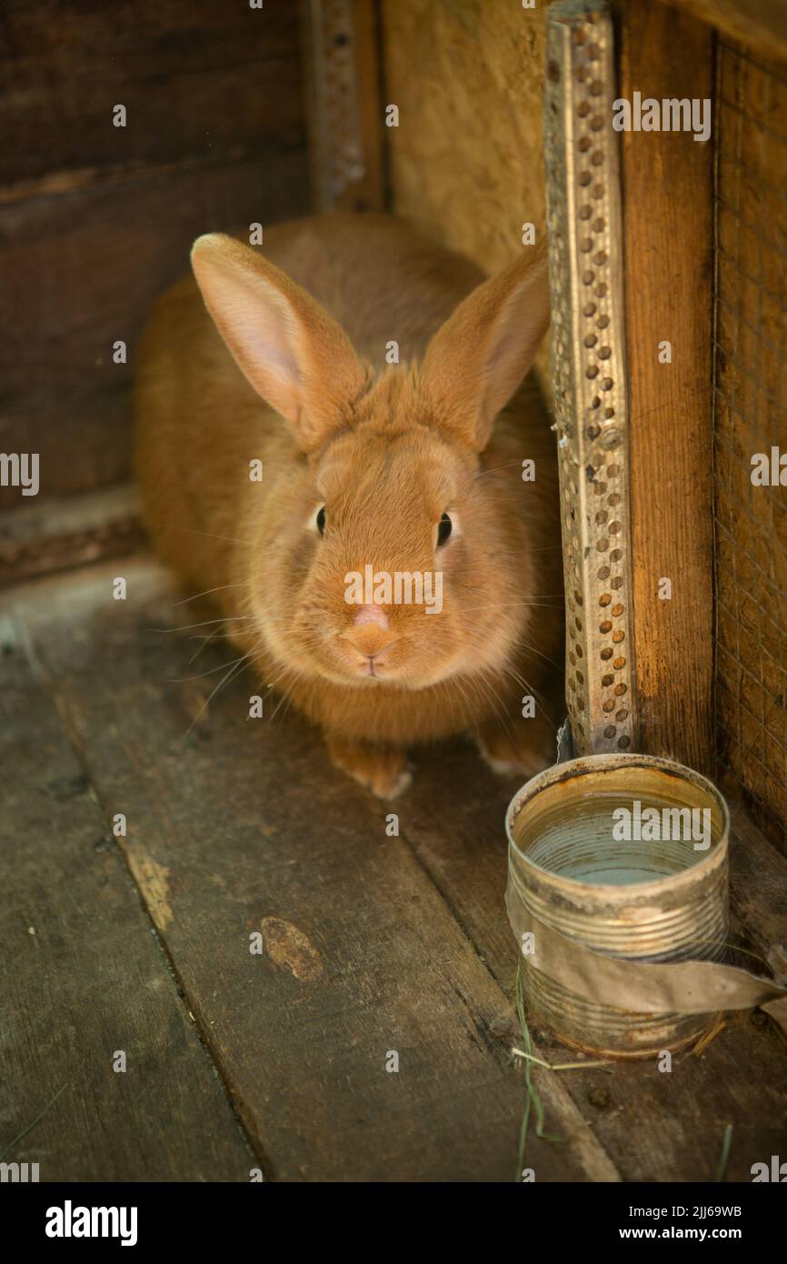 Rabbit symbol of 2023 hi-res stock photography and images - Alamy