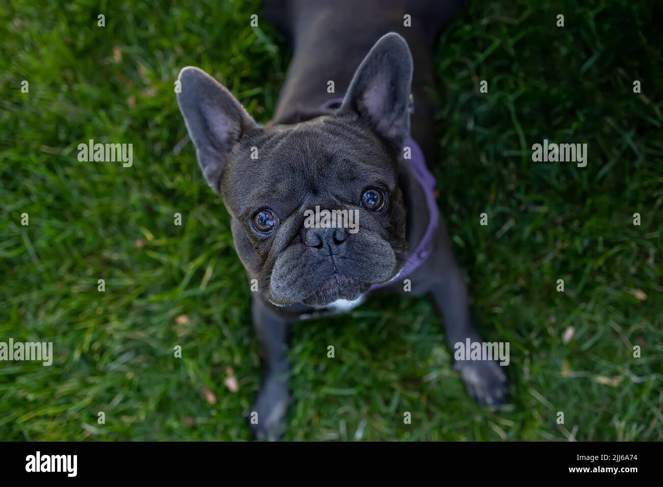 bulldog dog with big eyes looks up and whines asks the owner Stock ...