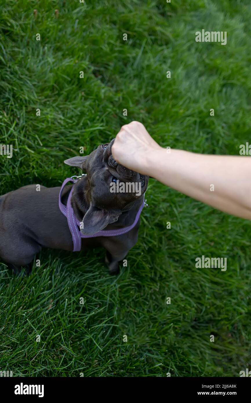 the owner's hand holds out a piece of food and gives it to the dog of ...