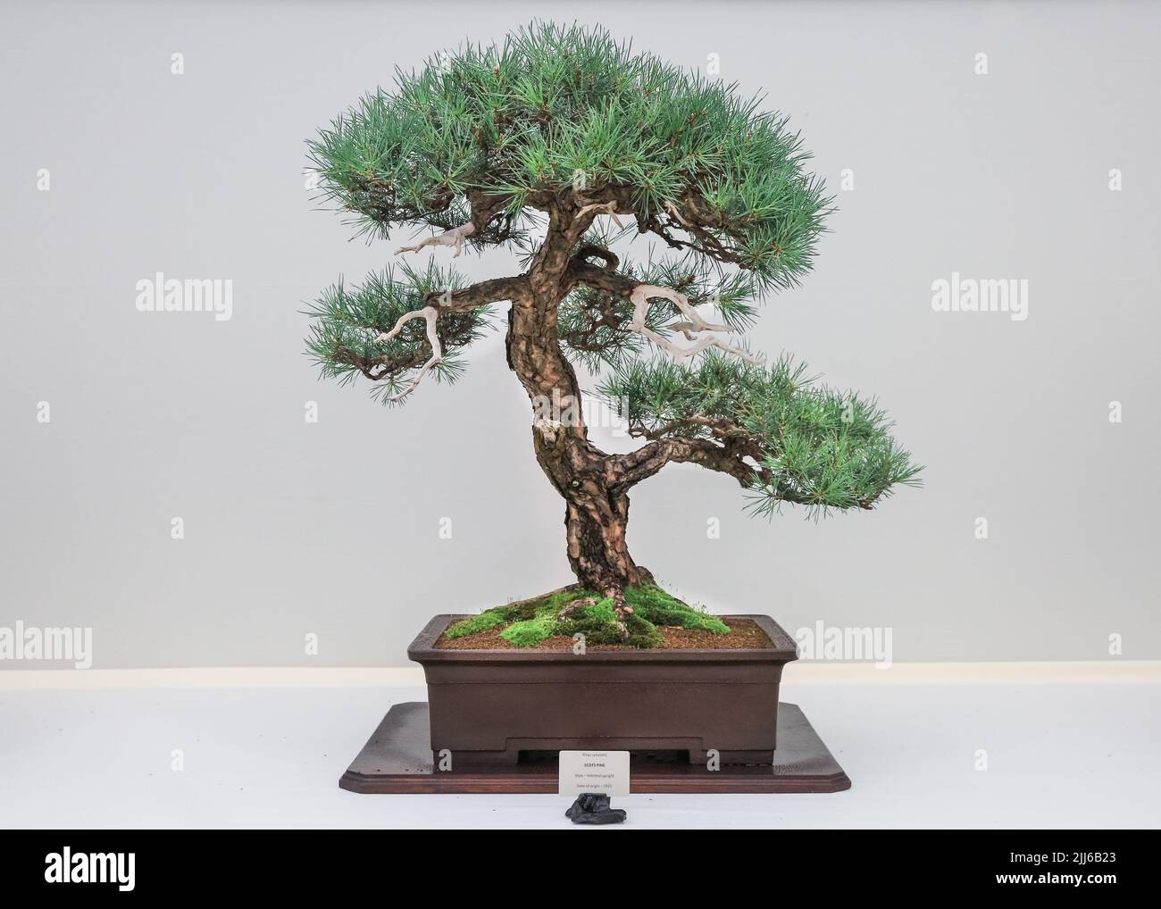 Bonsai tree display hi-res stock photography and images - Alamy
