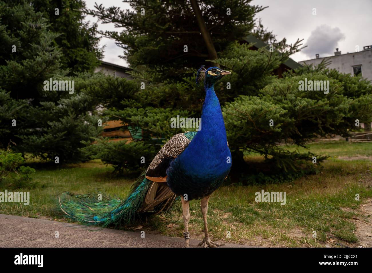 Wide Angle Photo Of An Indian Peafowl Pavo Cristatus Walking In The