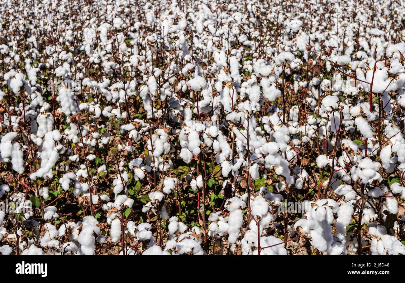 Natural cotton yarn hi-res stock photography and images - Alamy