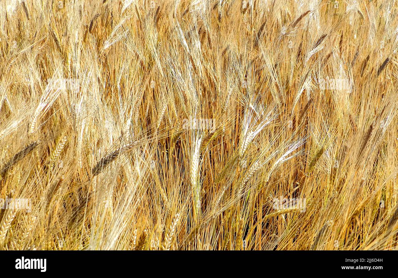 Barley crop in hi-res stock photography and images - Alamy