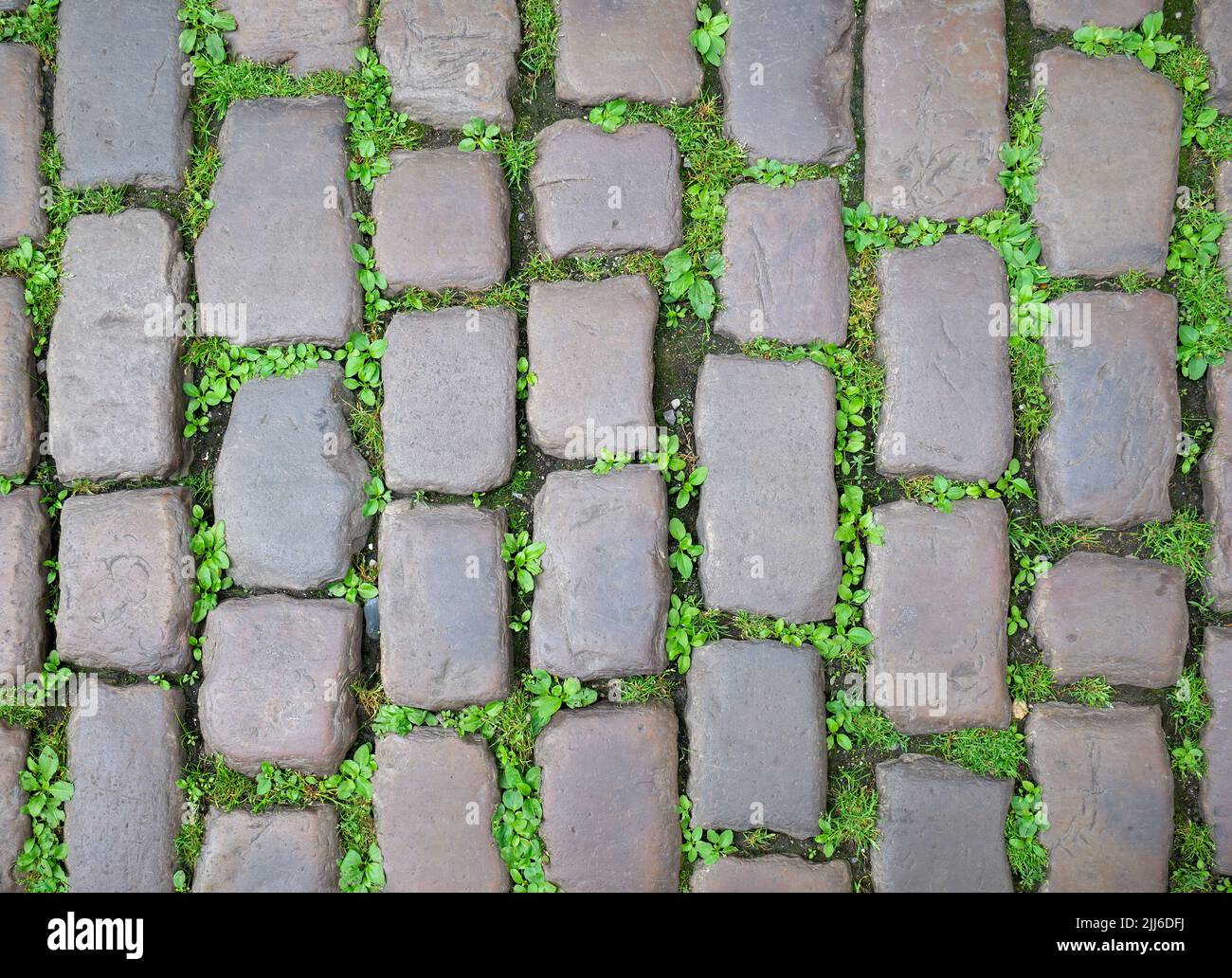 Old Cobblestone pavement street with green grass growing between the ...