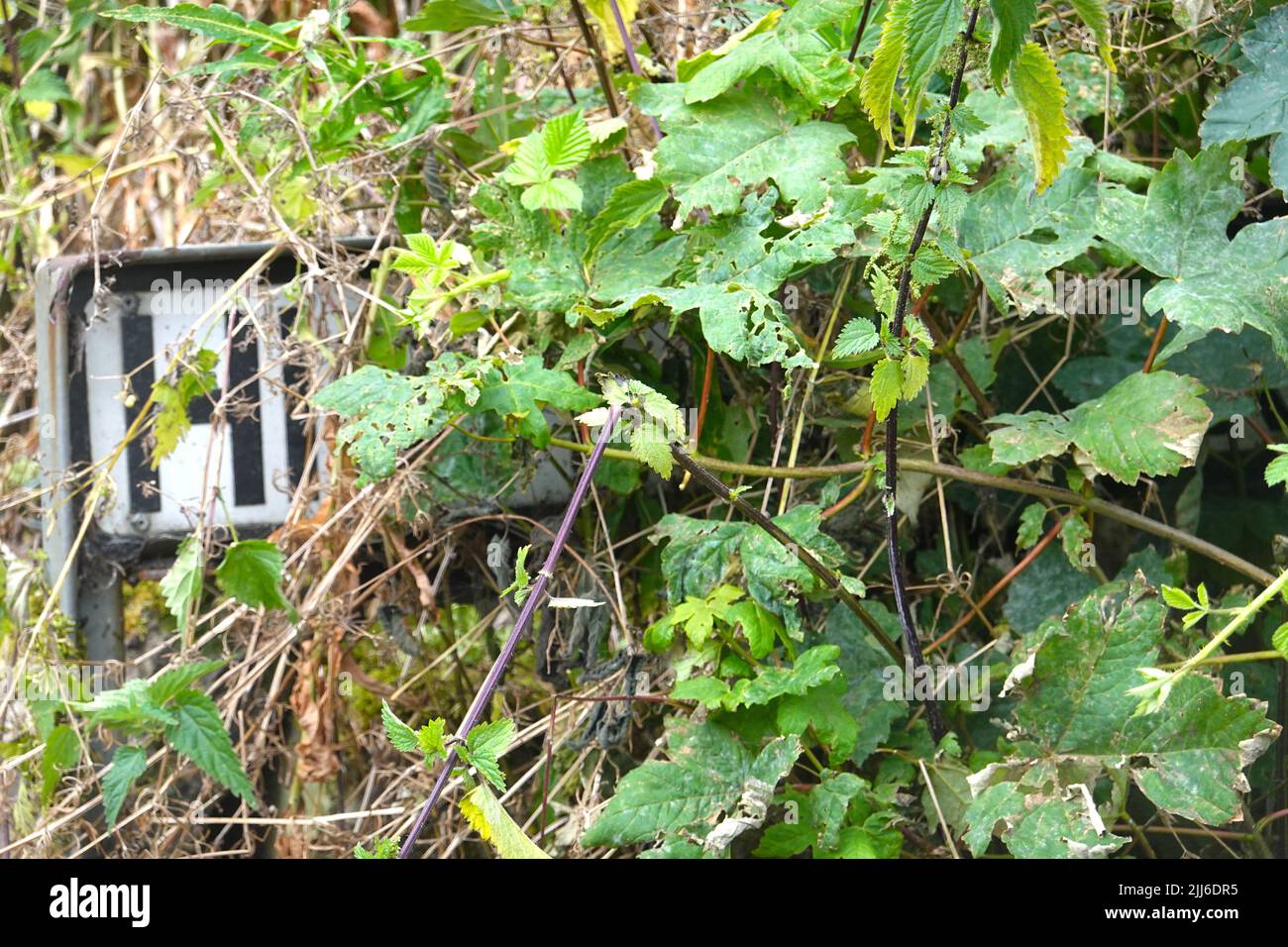 A road sign impossible to read because of overgrown vegetation Stock ...