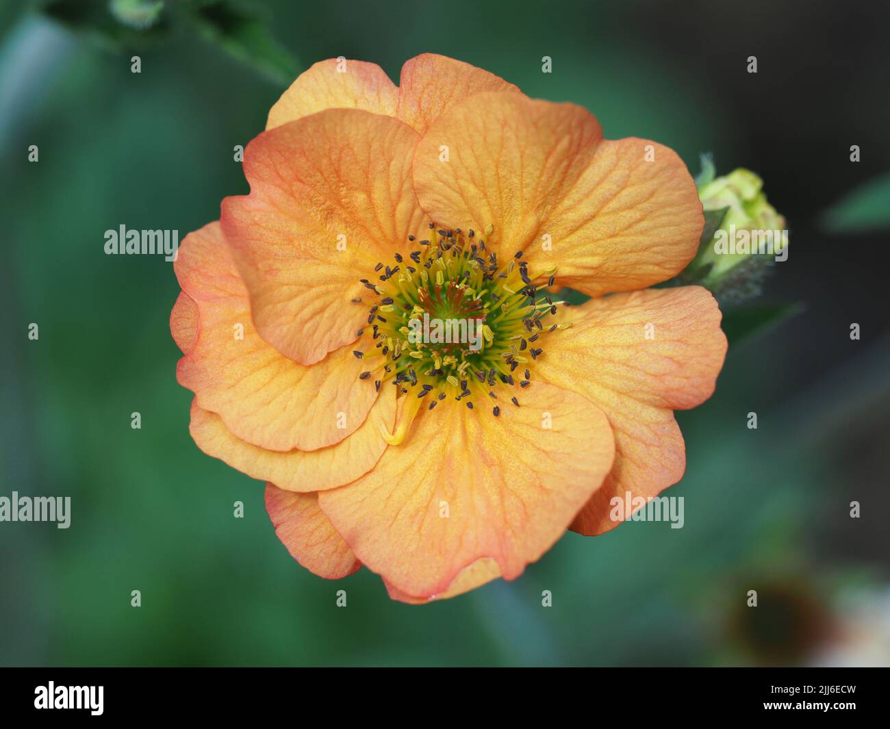 Orange geum hi-res stock photography and images - Alamy