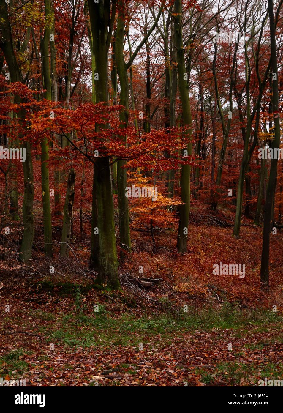 Mulitple skinny trees with red, orange and yellow leaves on a fall day ...