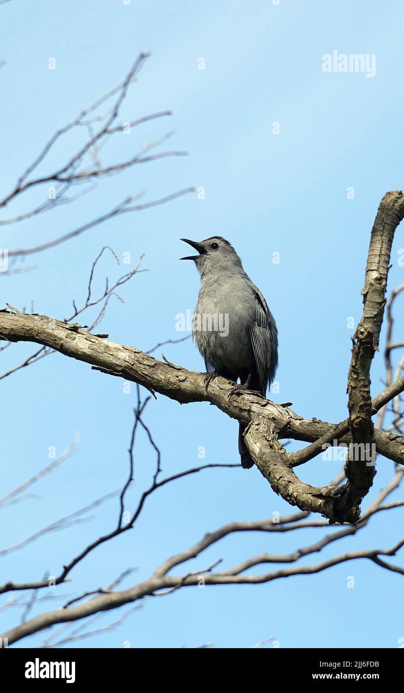 Katzendrossel hi-res stock photography and images - Alamy