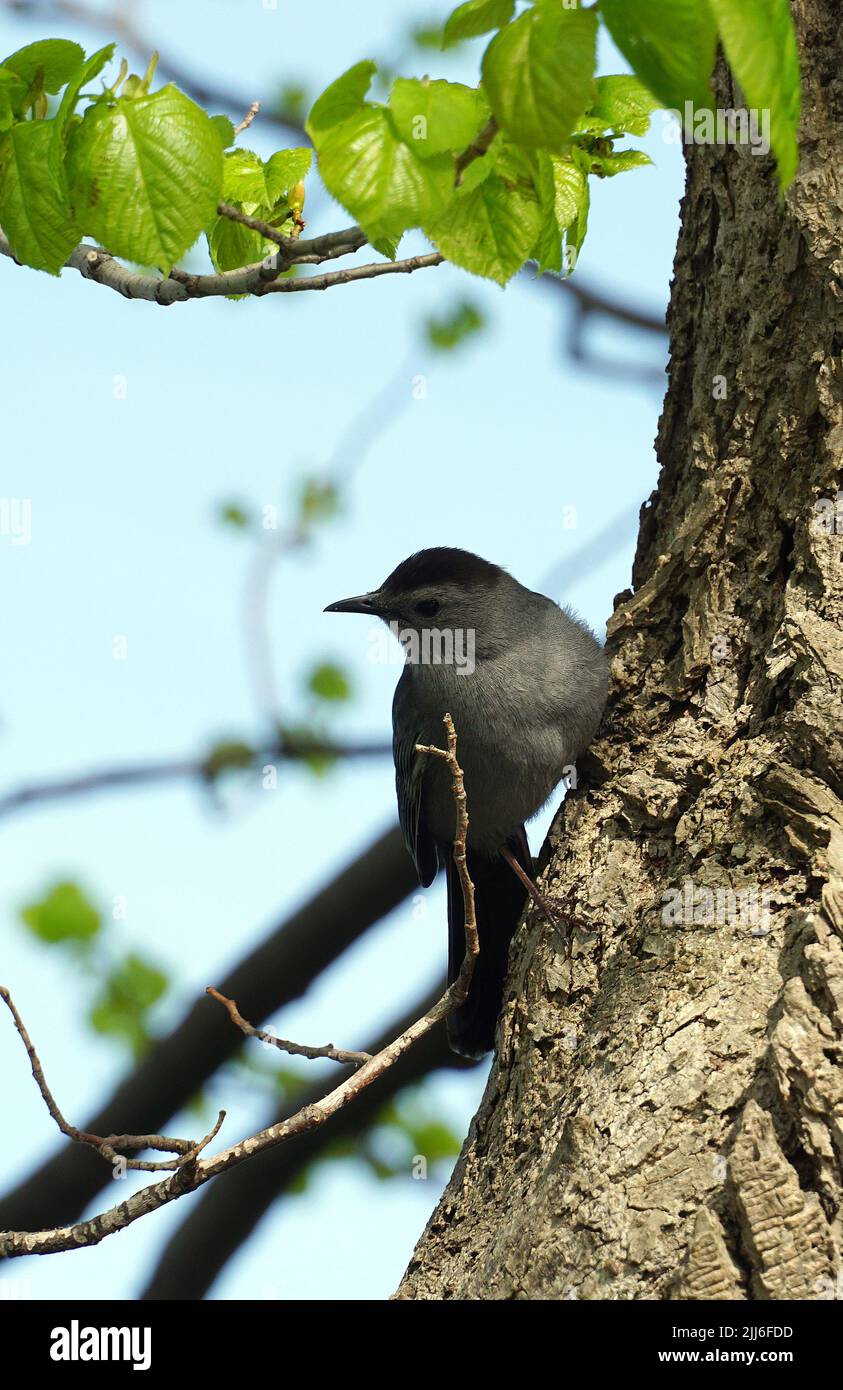 Katzendrossel hi-res stock photography and images - Alamy