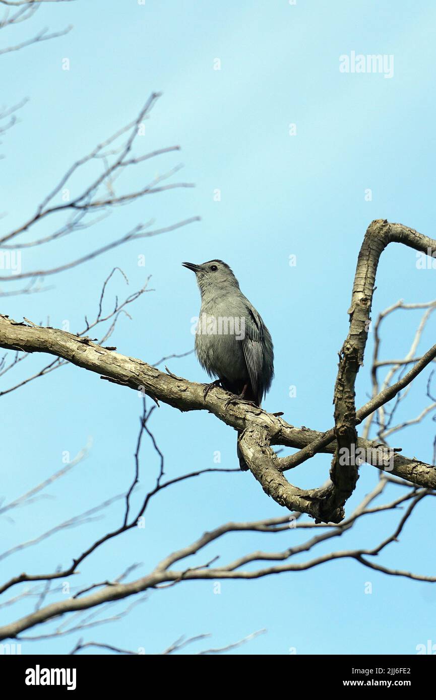 Katzendrossel hi-res stock photography and images - Alamy