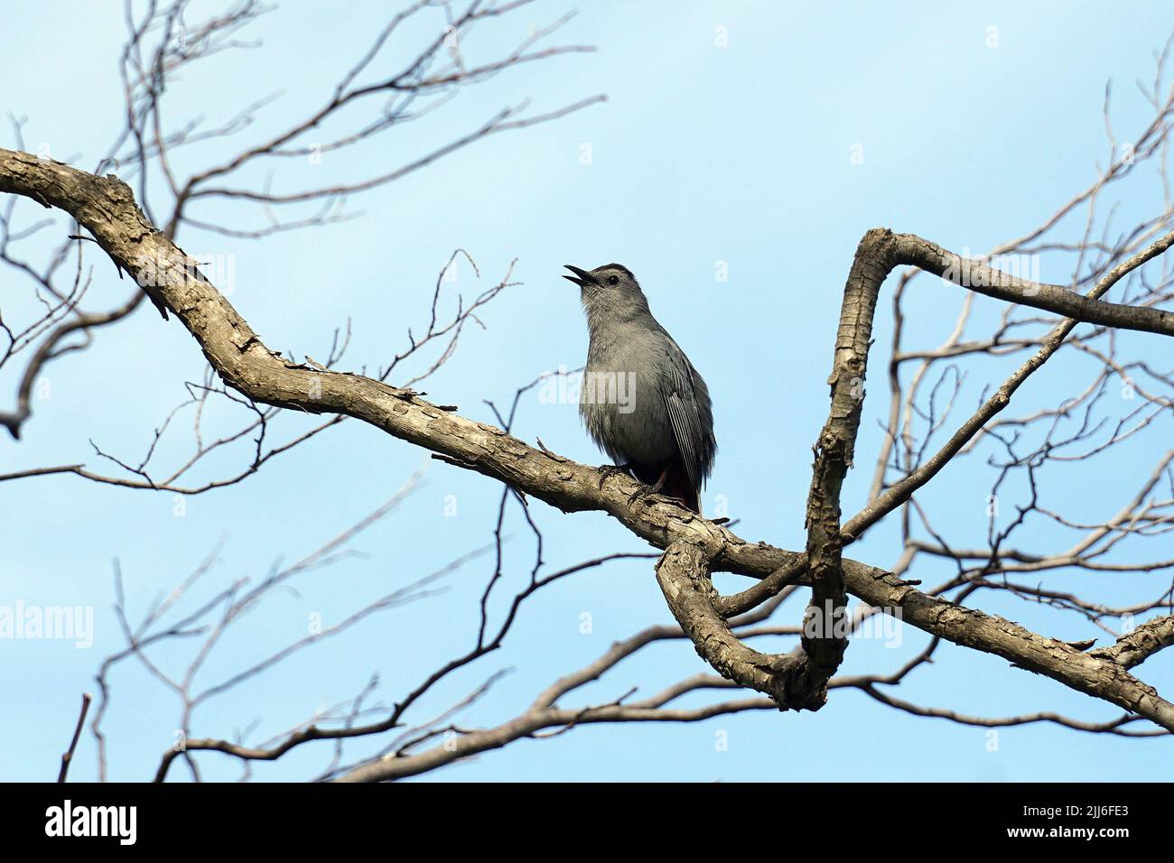 Katzendrossel hi-res stock photography and images - Alamy
