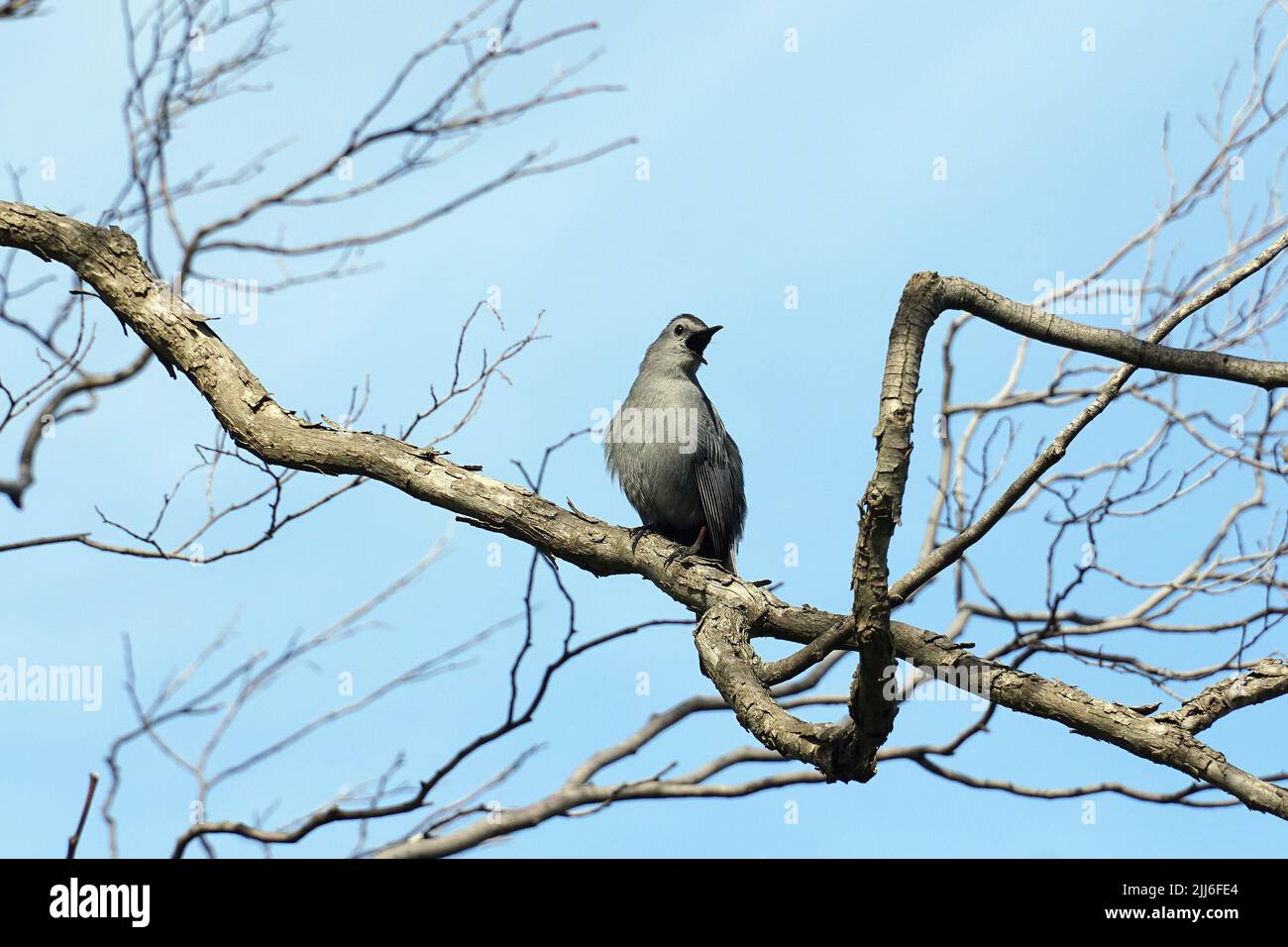 Katzendrossel hi-res stock photography and images - Alamy