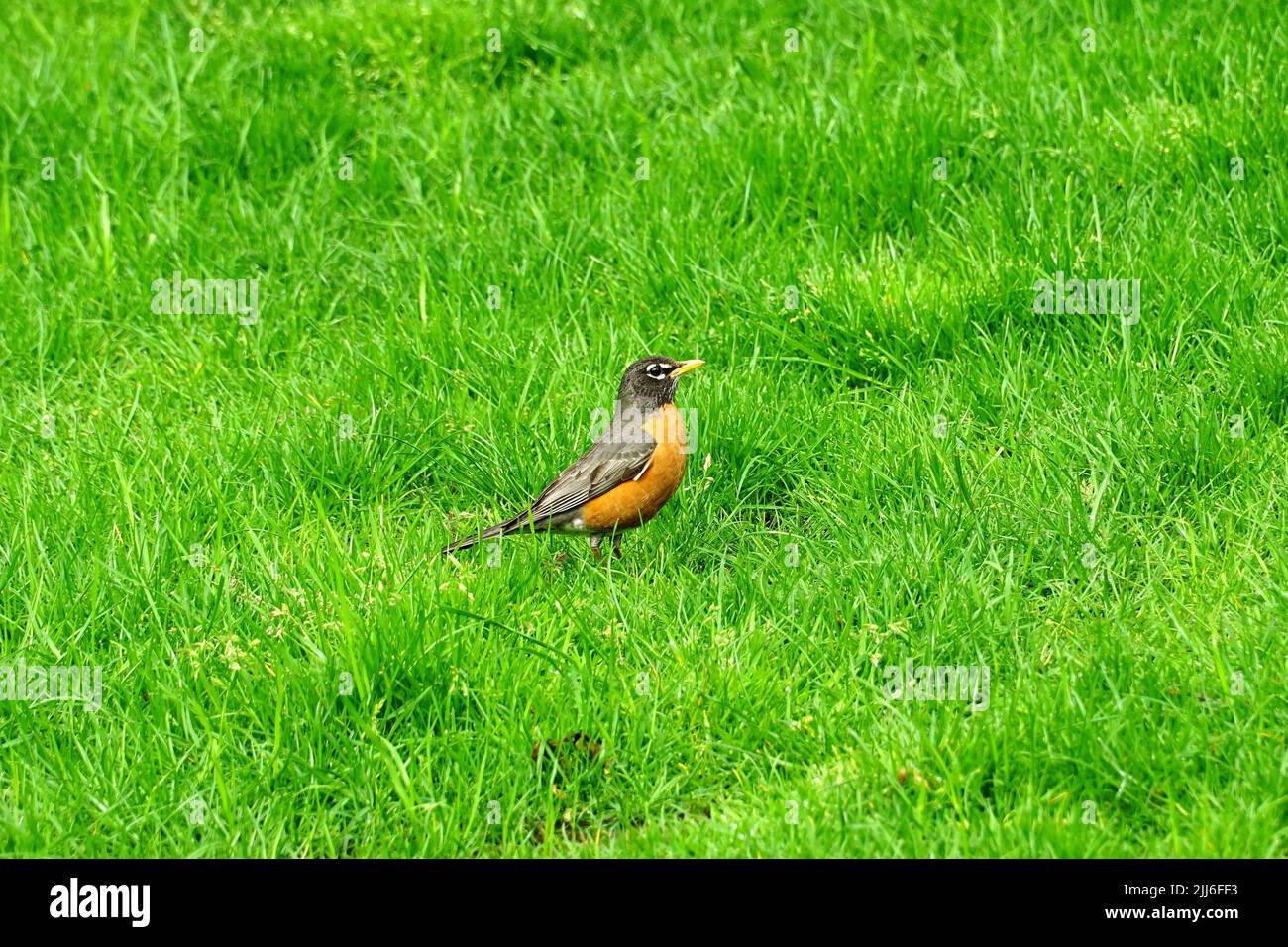 American robin, Wanderdrossel, Merle d'Amérique, Turdus migratorius ...
